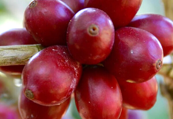 Ένα υπέροχο ταξίδι με την ποικιλία καφέ Pacamara - Της Κατερινας οι ...